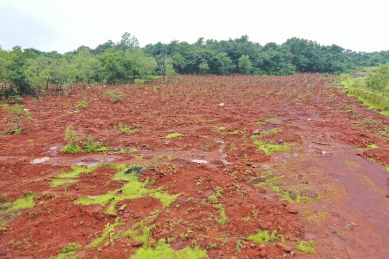 Plantation Drive at Sangod – GTTPL